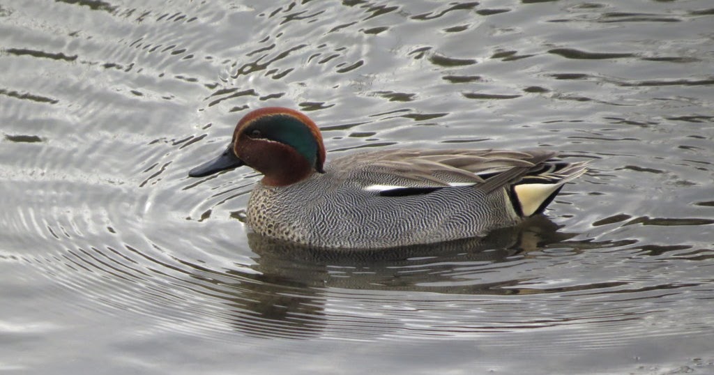 MINI NATURALEZA: CERCETA CARRETONA y CERCETA COMÚN