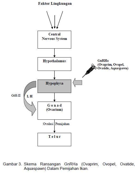 MASRIZAL@NET: Biomanipulasi Hormonal Dalam Pemijahan Ikan