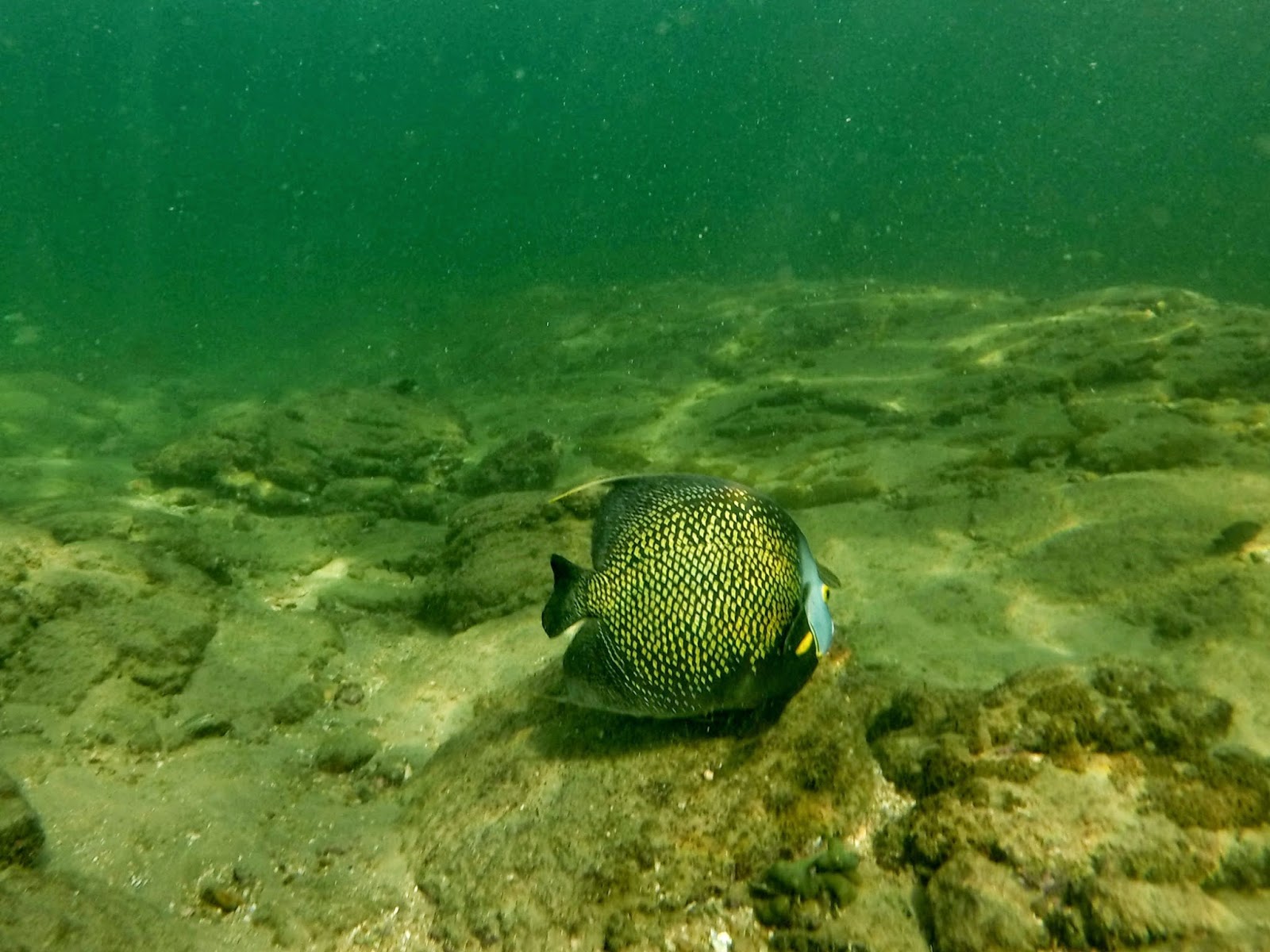 Diving at Macqueripe Bay