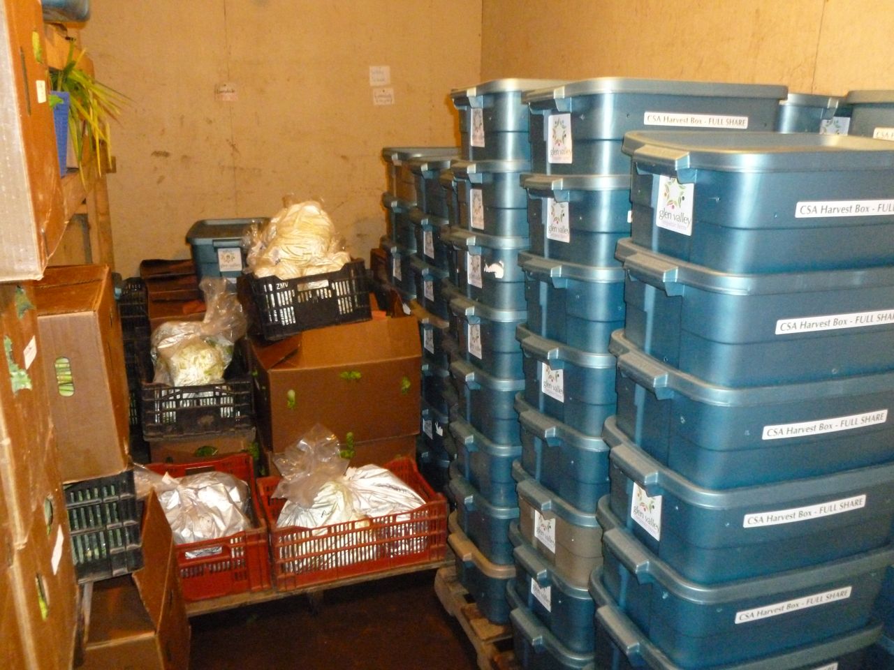 Glen Valley Organic Farm: Putting together a CSA box