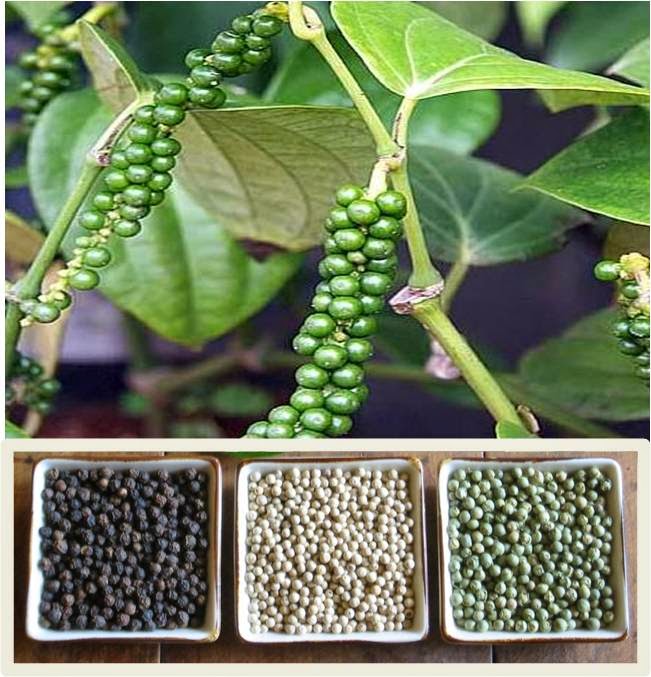 Lada Hitam Serta Khasiatnya