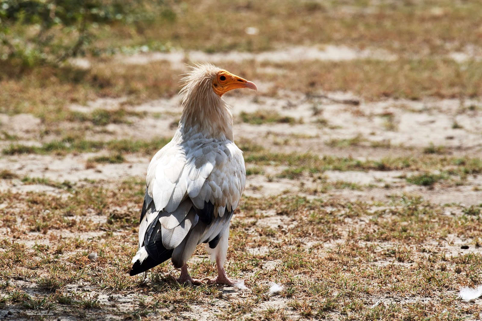 Birder's Blog...: Pharaohs Chicken - 5000 years and loosing...