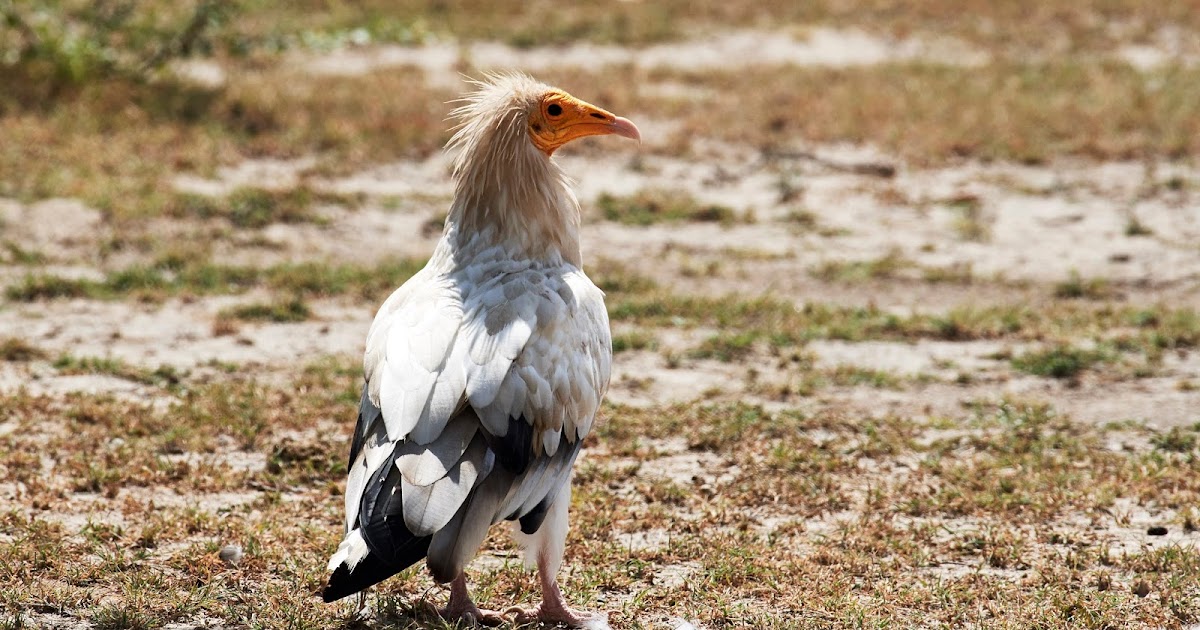 Birder's Blog...: Pharaohs Chicken - 5000 years and loosing...