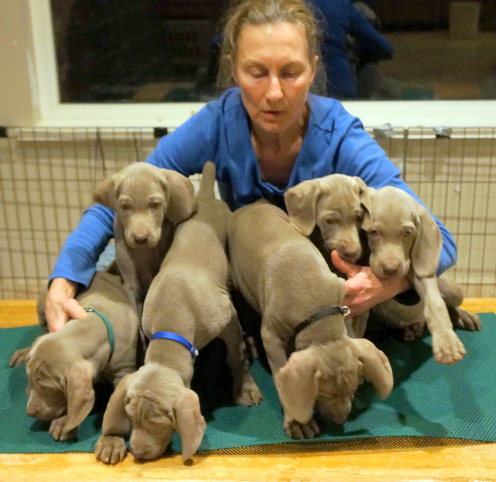 RoseWin Weimaraners: ROSEWIN PUPPY PACK 8 weeks old from CERVELO / LILY LITTER Jan 2012