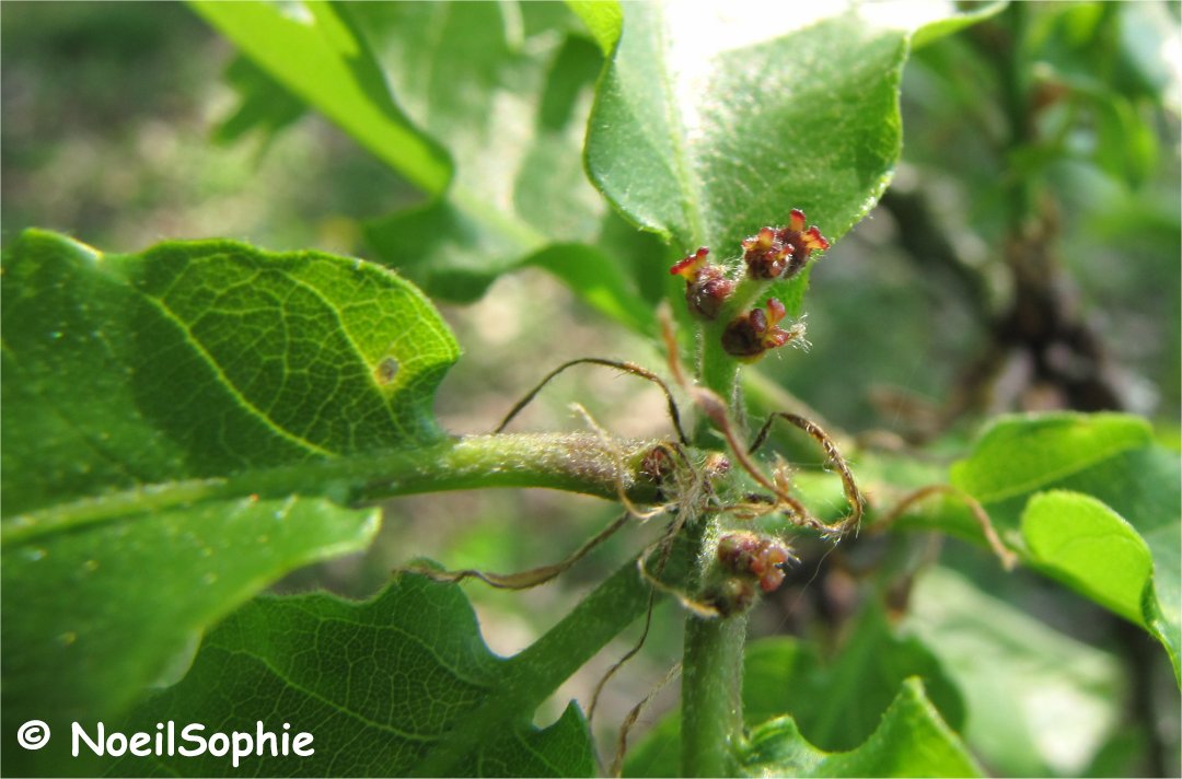 Le n'oeil de Sophie: Fleurs de chêne