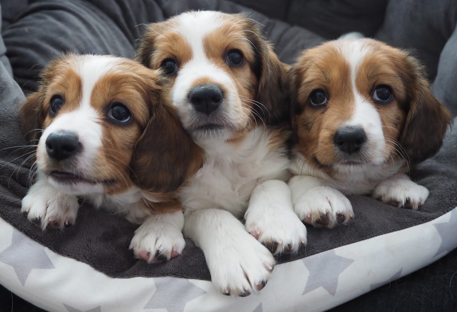 Kennel Oorbellen: Pennut