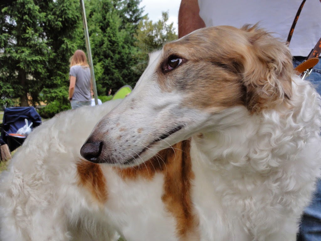 Borzoj, Snuppy i Raja of Kidmal | Psia Rada: Encyklopedia o psach