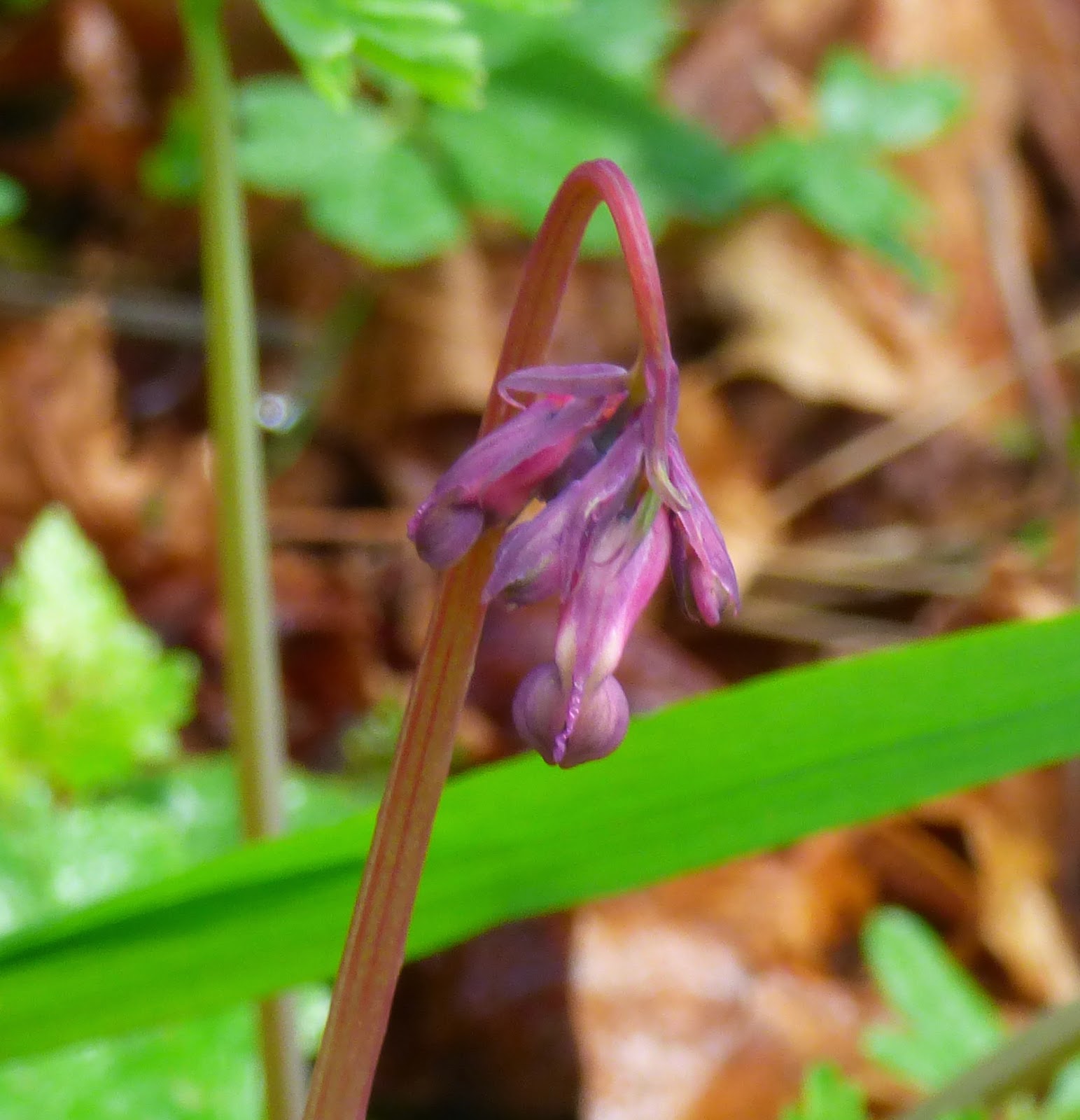 Wildflowers: Spring Woodland Wildflowers