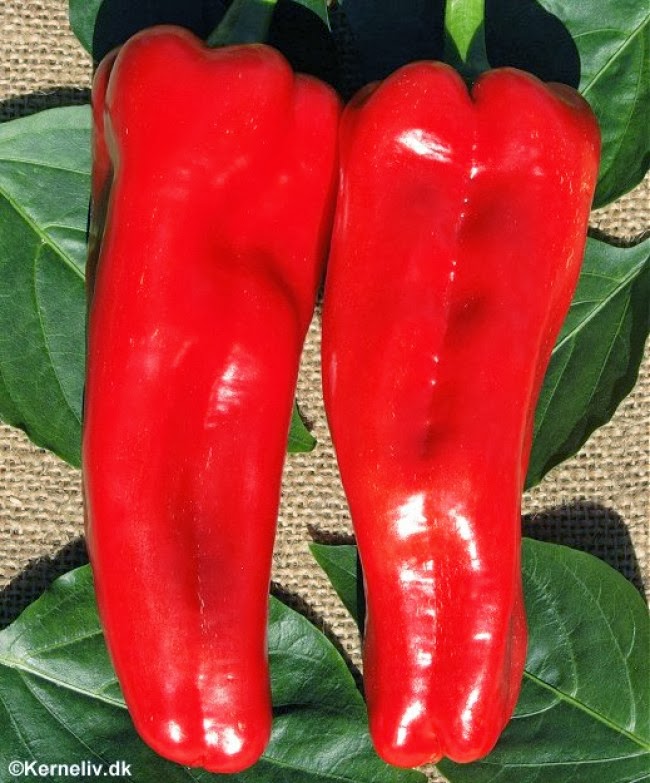 PEPPER (SWEET) MARCONI ROSSO ~ Go Green Buy It And Go Plant