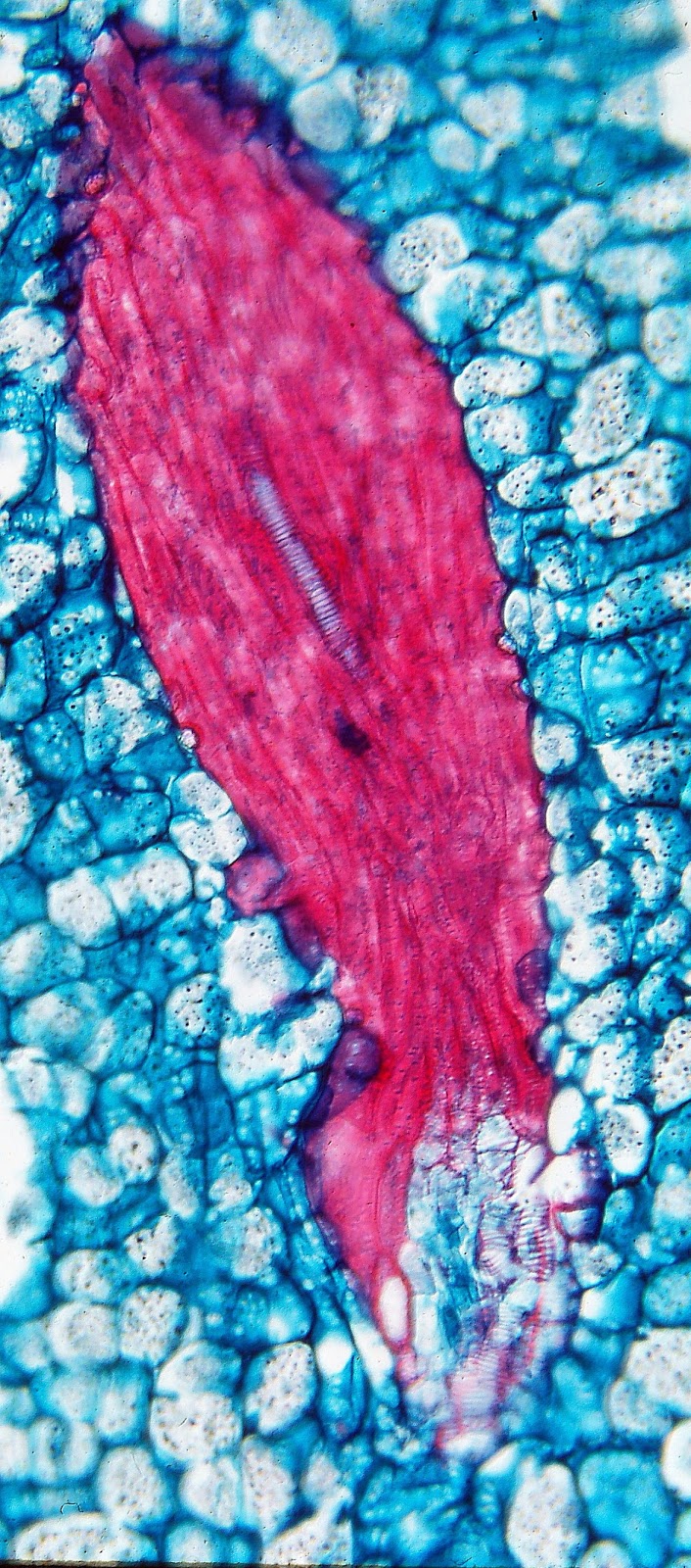 Botany Professor: The nearly forgotten art of comparative plant anatomy ...