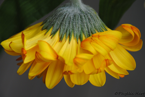 a place to hang my pictures: From a Flower's Point of View