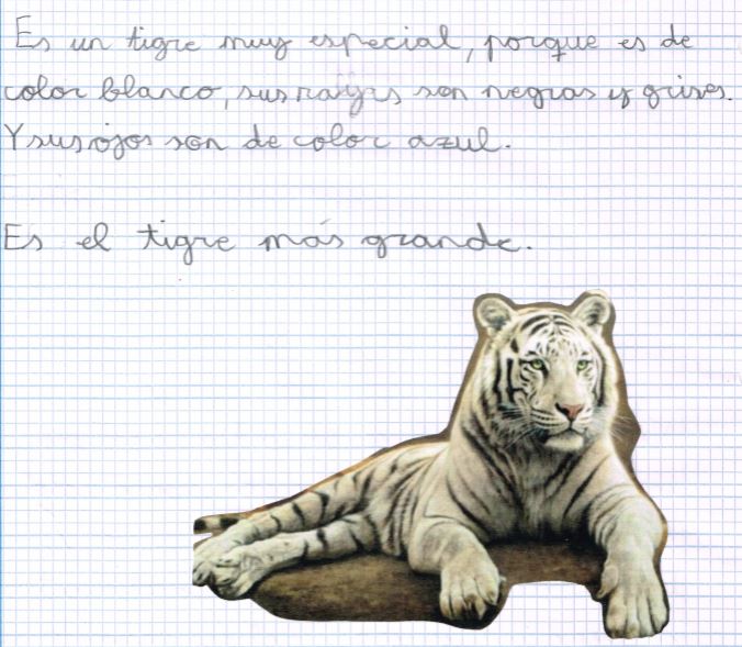NUESTROS ANIMALES PREFERIDOS: EL TIGRE BLANCO