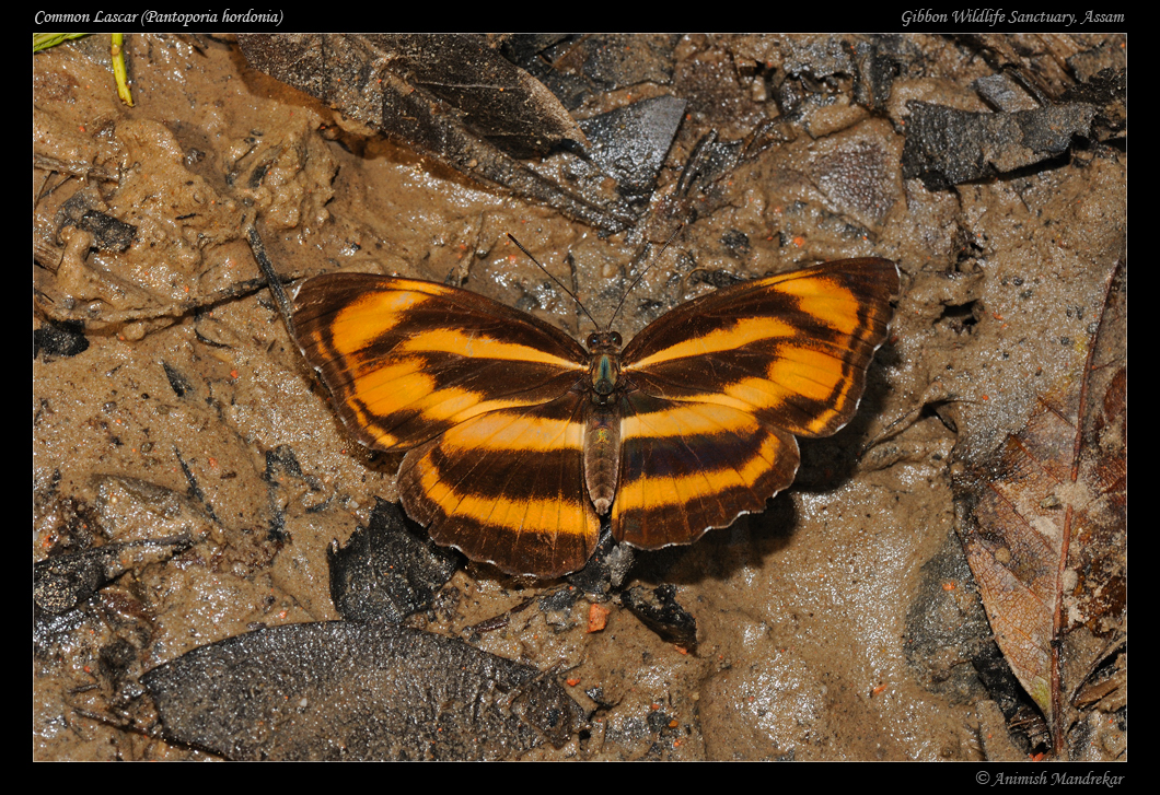 Butterfly Heaven in Hollongapar Gibbon Wildlife Sanctuary: Butterfly ...