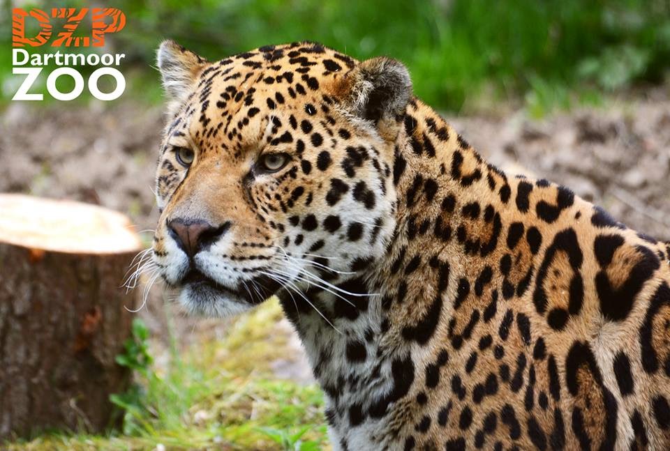 Dartmoor Zoo: The arrival of Chincha the Jaguar