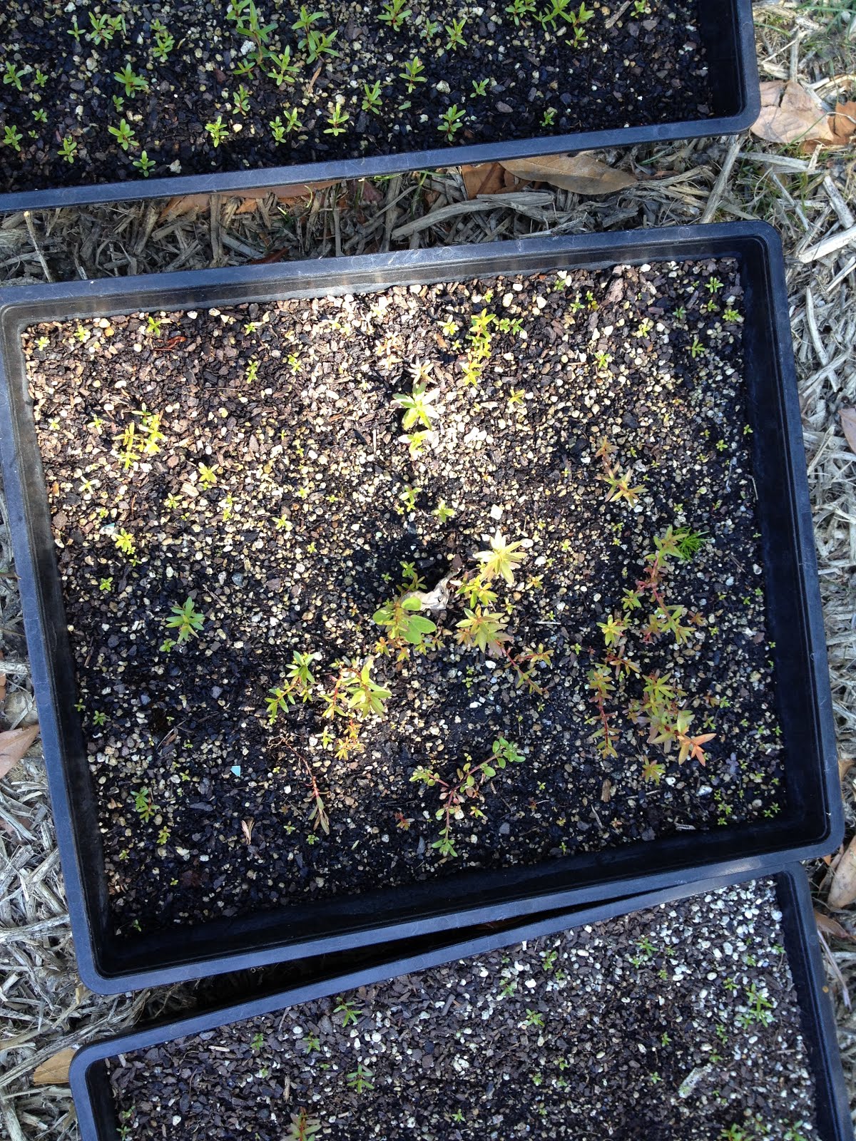 Beekeepers Blog: How to grow manuka trees from seed