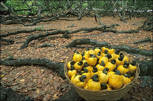 The Cashew Tree of Pirangi