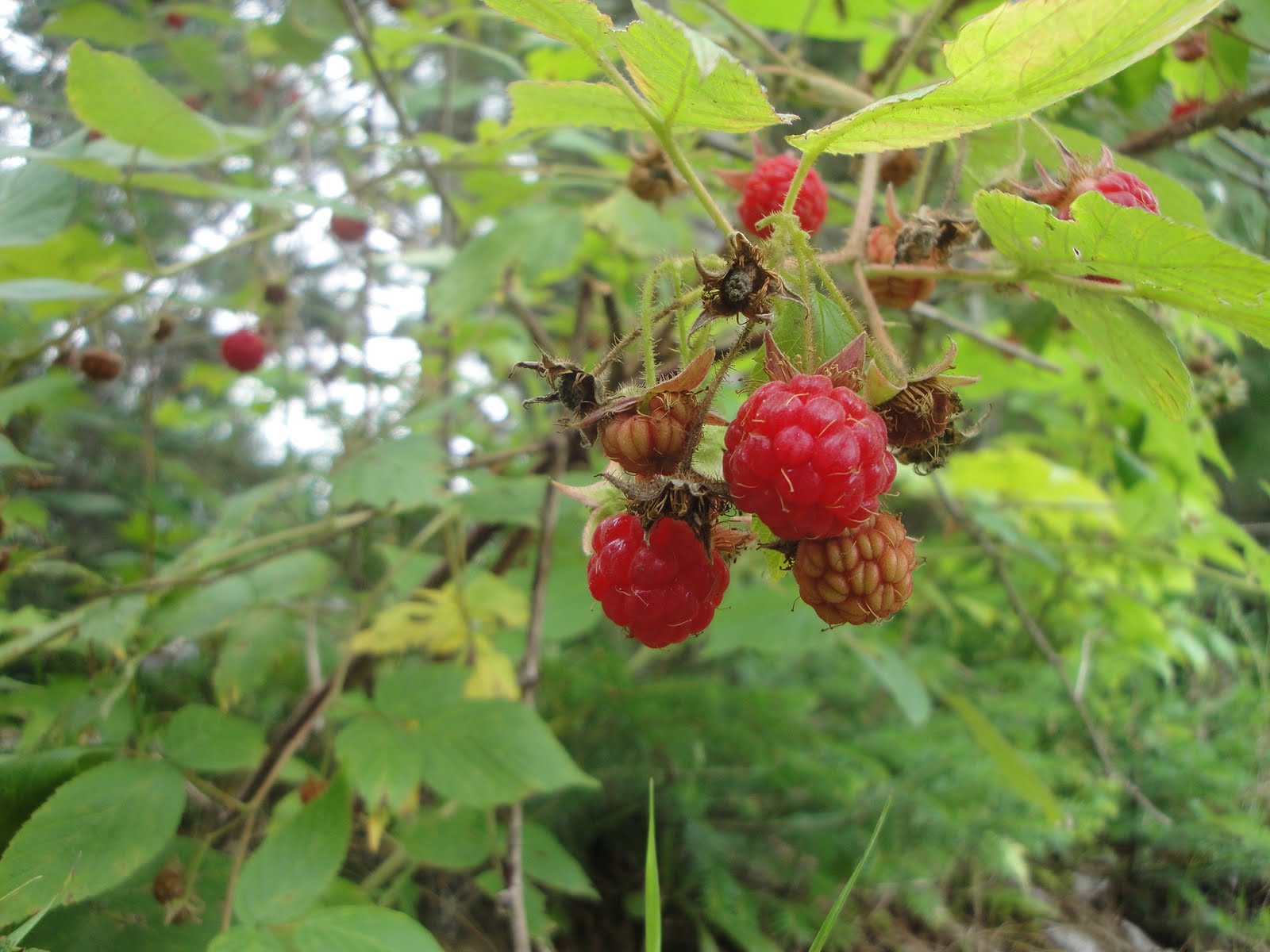 Shanghai Monkey: Wild Raspberry Raw Pie