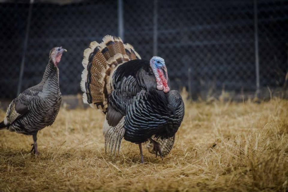 Cazador Mexicano: Variedades de Guajolotes de Mexico