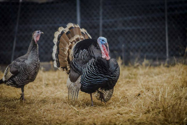 Cazador Mexicano: Variedades de Guajolotes de Mexico