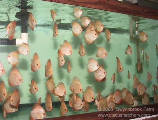 Discus: Lots Of Discus Fish Fry At Gwynnbrook Farm Discus Hatchery