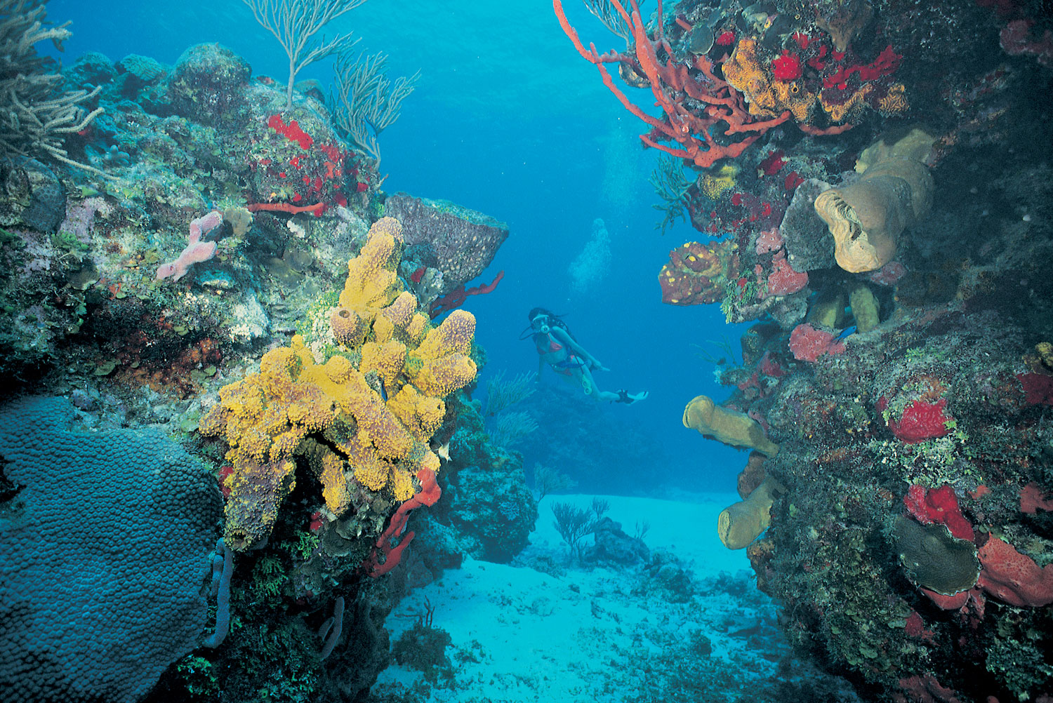 World Visits: Mesoamerican Reef In Belize, Beautiful Scuba Diving And ...