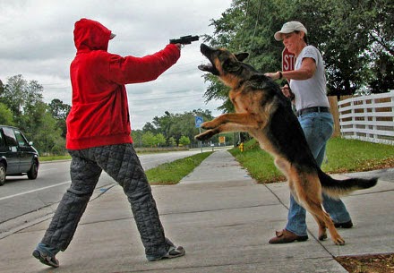 6 Pasos para Enseñar a un Perro a ser un Guardián | Blog Perro