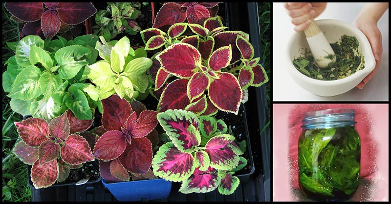 Medicinal Properties and Health Benefits of Mayana / Lampunaya | Dr ...