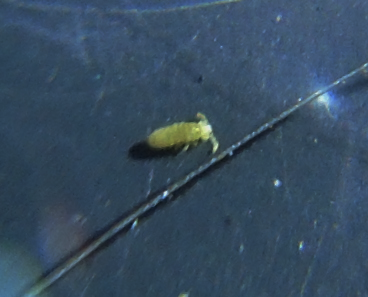 Queensland Coast: Miniature Insects of Tidal Sand Flats