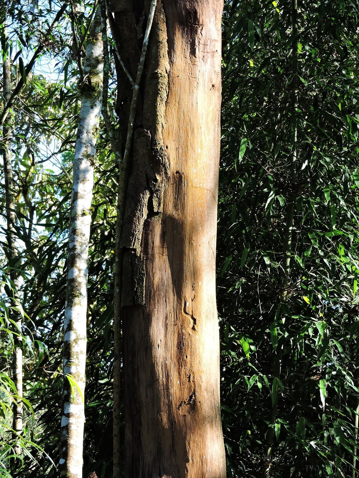 BUTZKE AGRÍCOLA E FLORESTAL - TAIÓ/SC: Mimosa scabrella (Bracatinga)