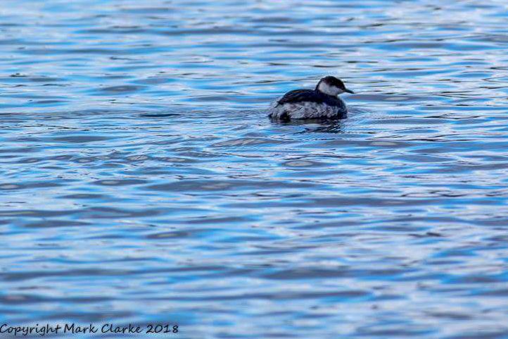 Out4aduck - A record of my birding year: Slavonian Grebe on Arrow ...