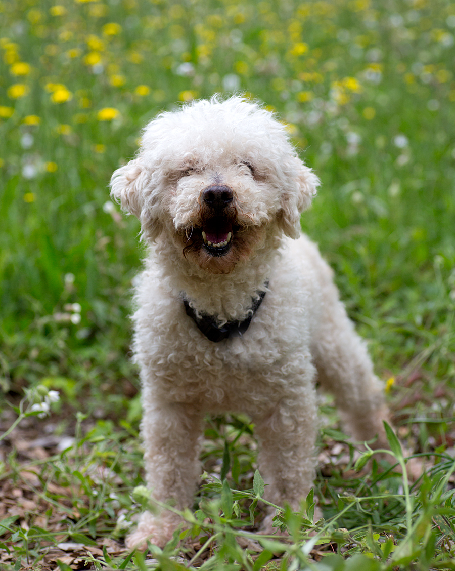Shelter Dogs of Portland: "BAILEE" a sociable senior Poodle
