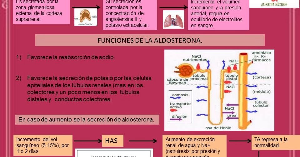 ALDOSTERONA Y CORTISOL. | Blog de Fisiología Médica