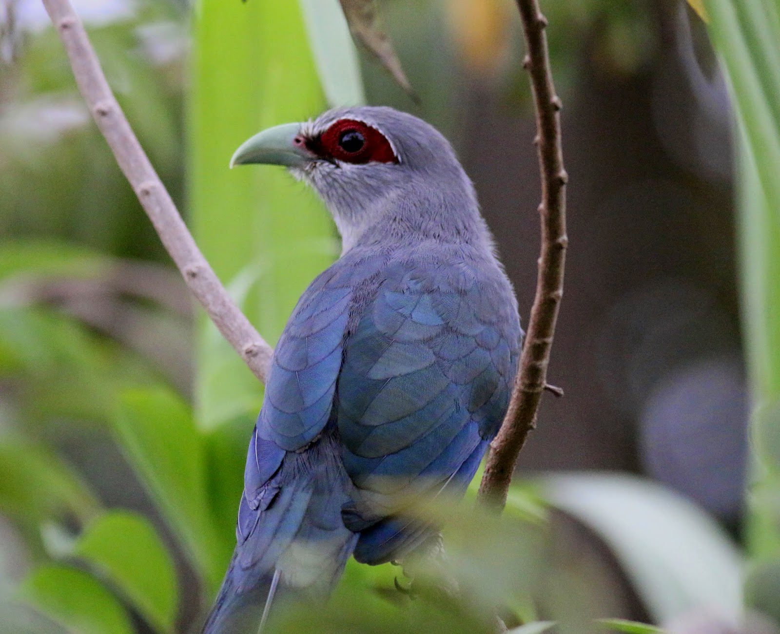 Ron-Nature-Adventures: Green-Billed Malkoha