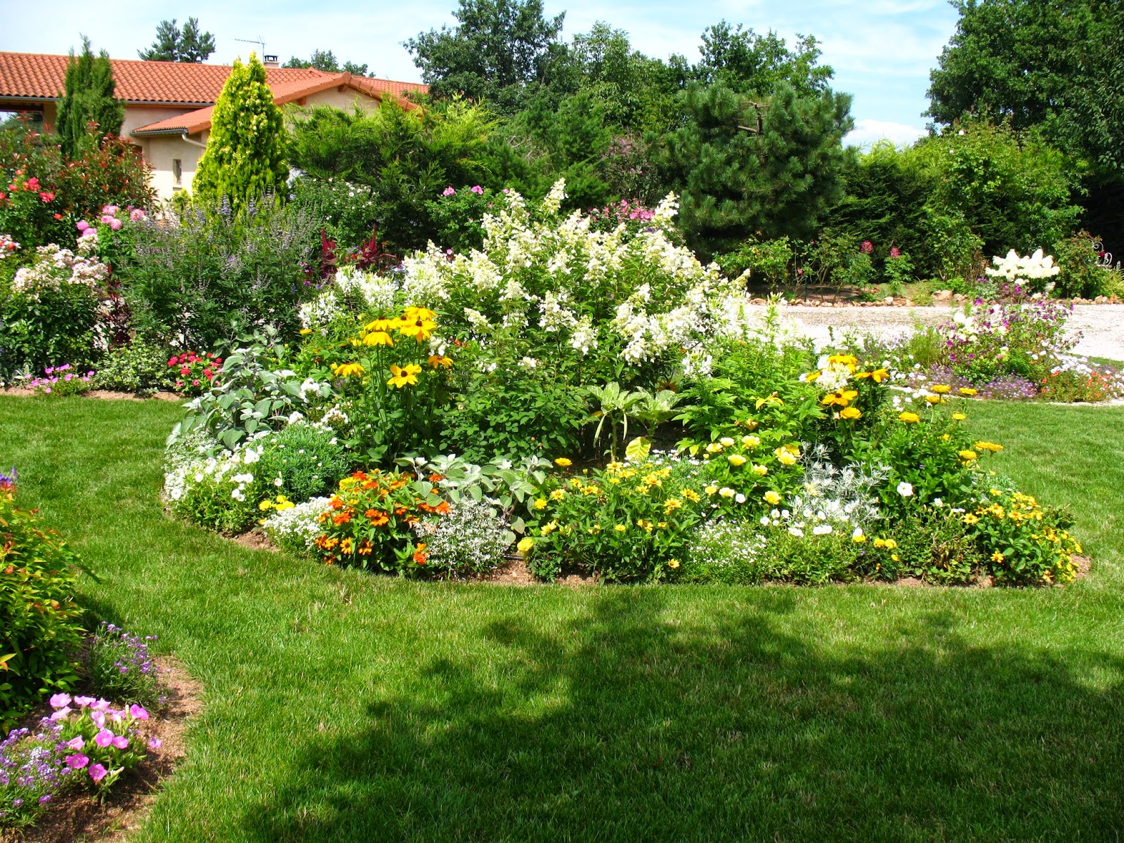 Roses du jardin Chêneland: Création d'un massif jaune et blanc