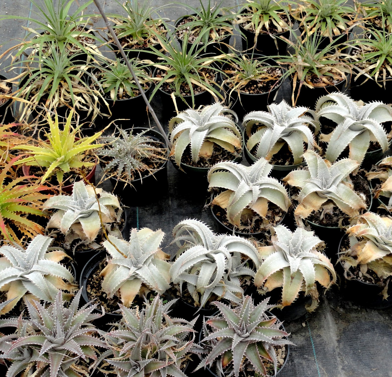 danger garden: Rare Plant Research, 2013