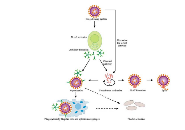 Chimico nato: Liposomi: direzionamento passivo