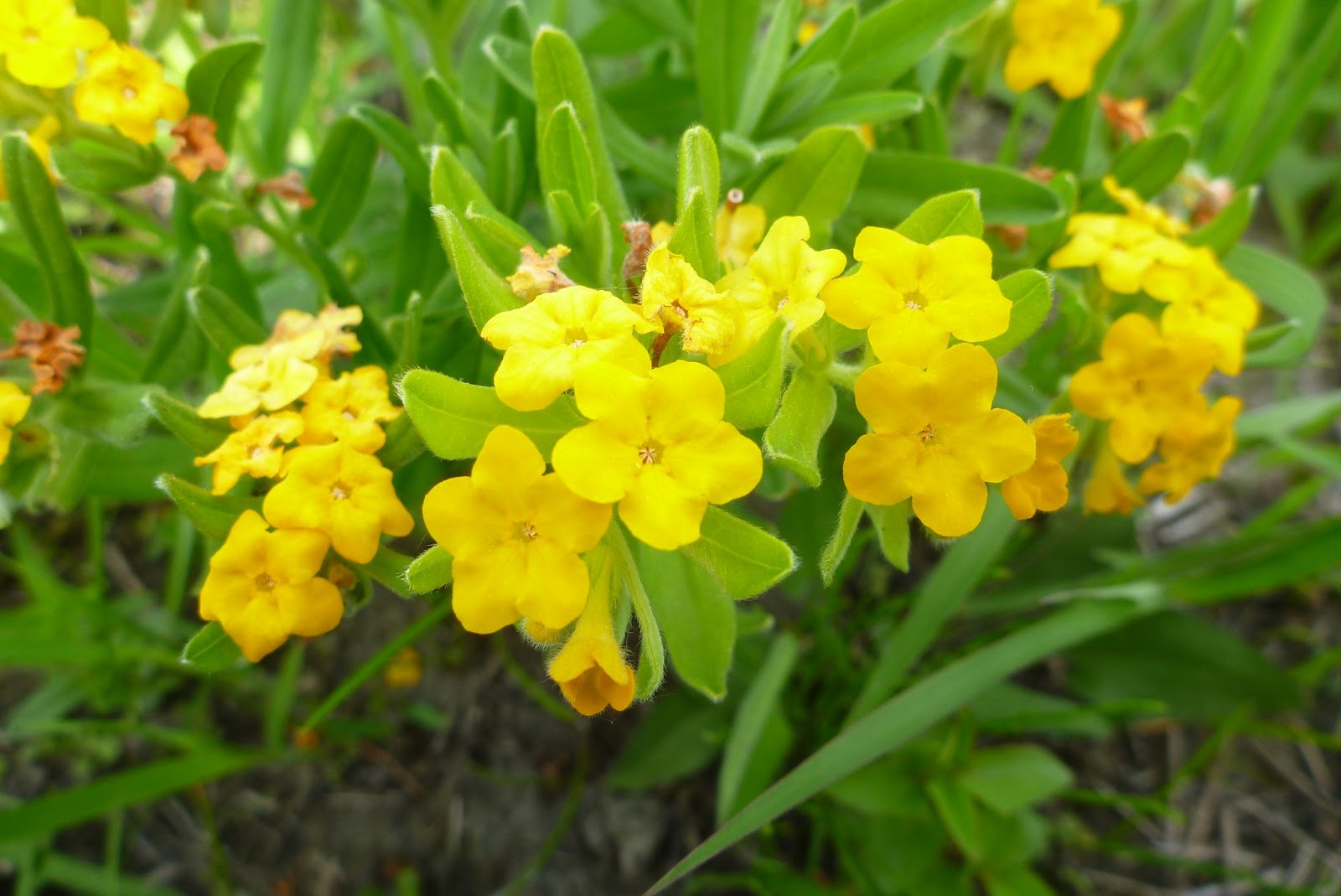 Nature in Ontario's Banana Belt: Spring flowers