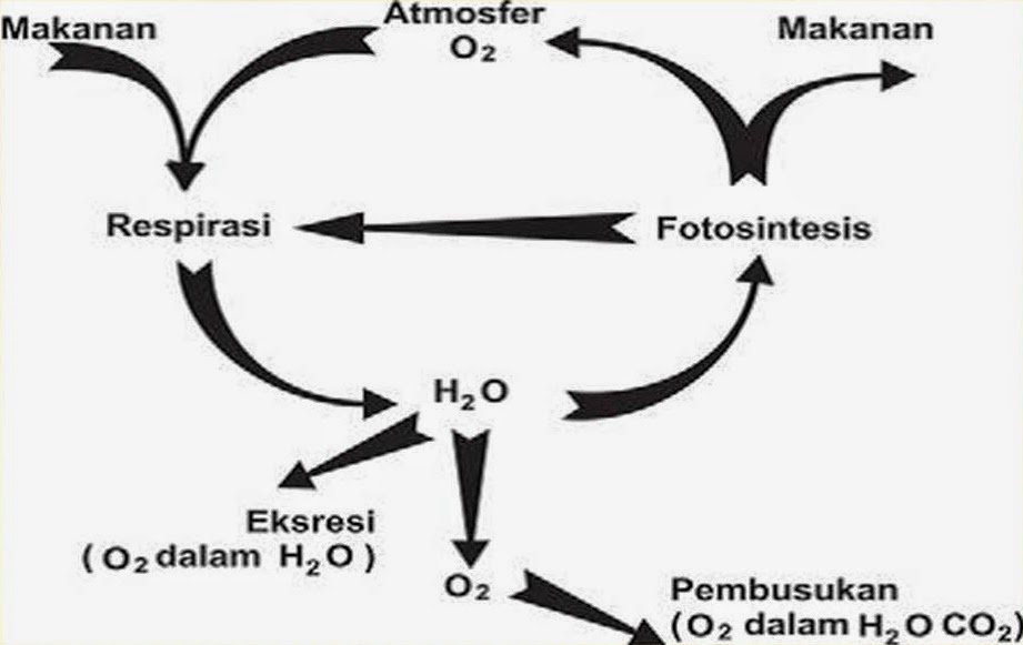 Kunci Jawaban Biologi Esis Kelas X Bab 10