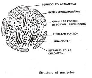 NUCLEUS Structure and Function