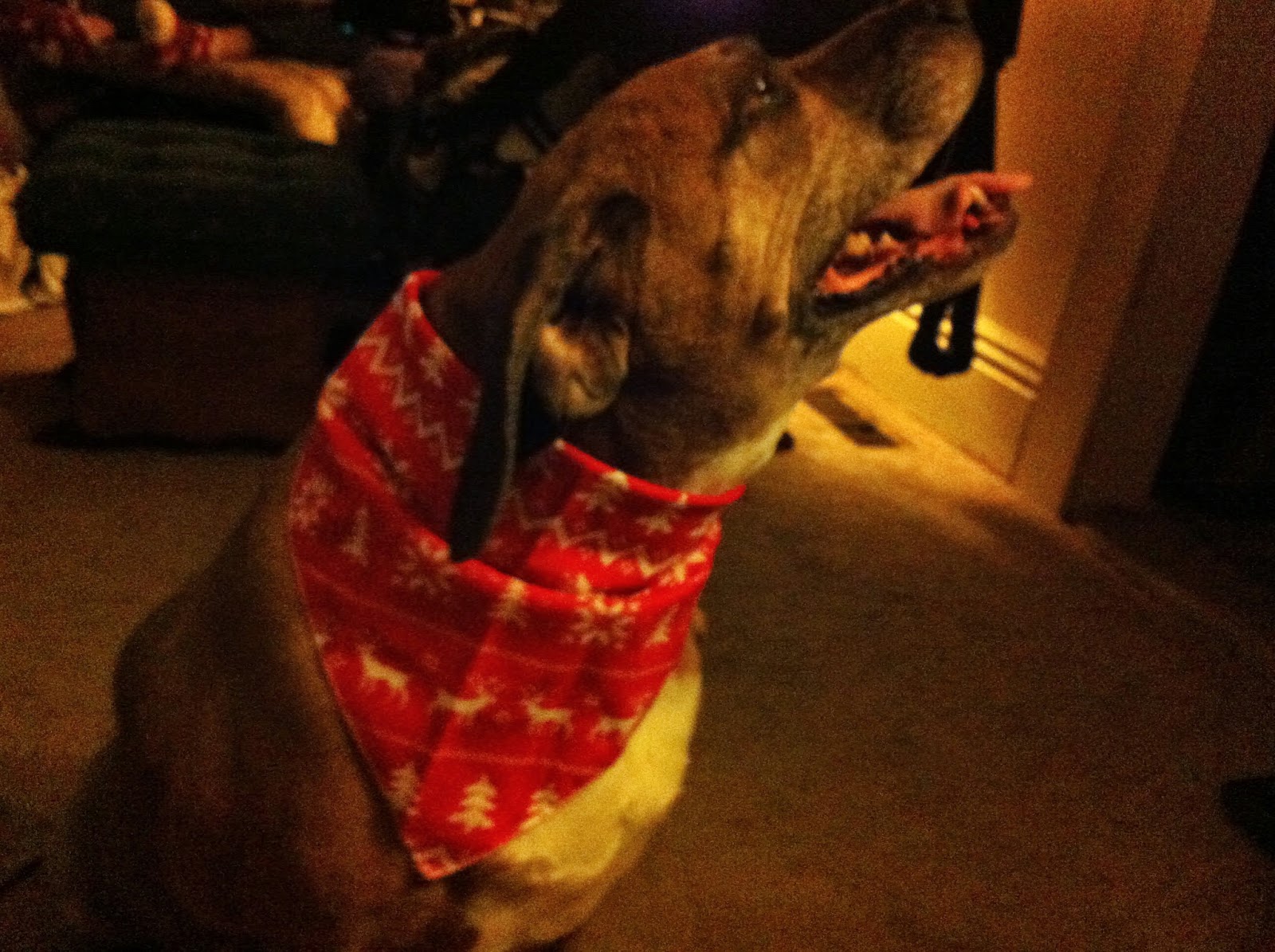 Moments of Introspection: Camera Critters: Christmas - BarkBox Style