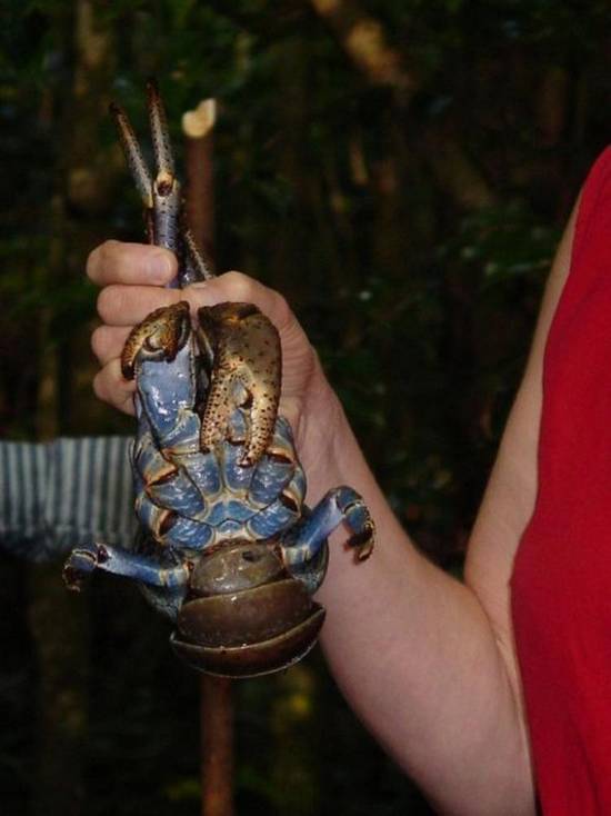 World Most Amazing Thing: The largest living arthropod in the world the ...