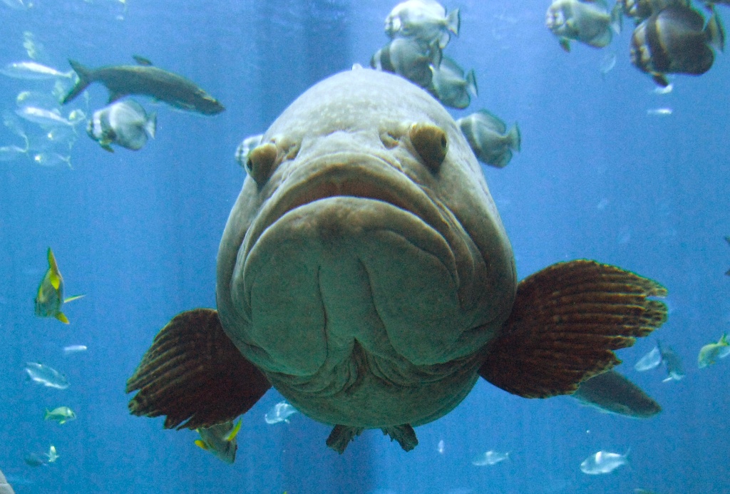 Musings on Life in Hong Kong: Giant Garoupa