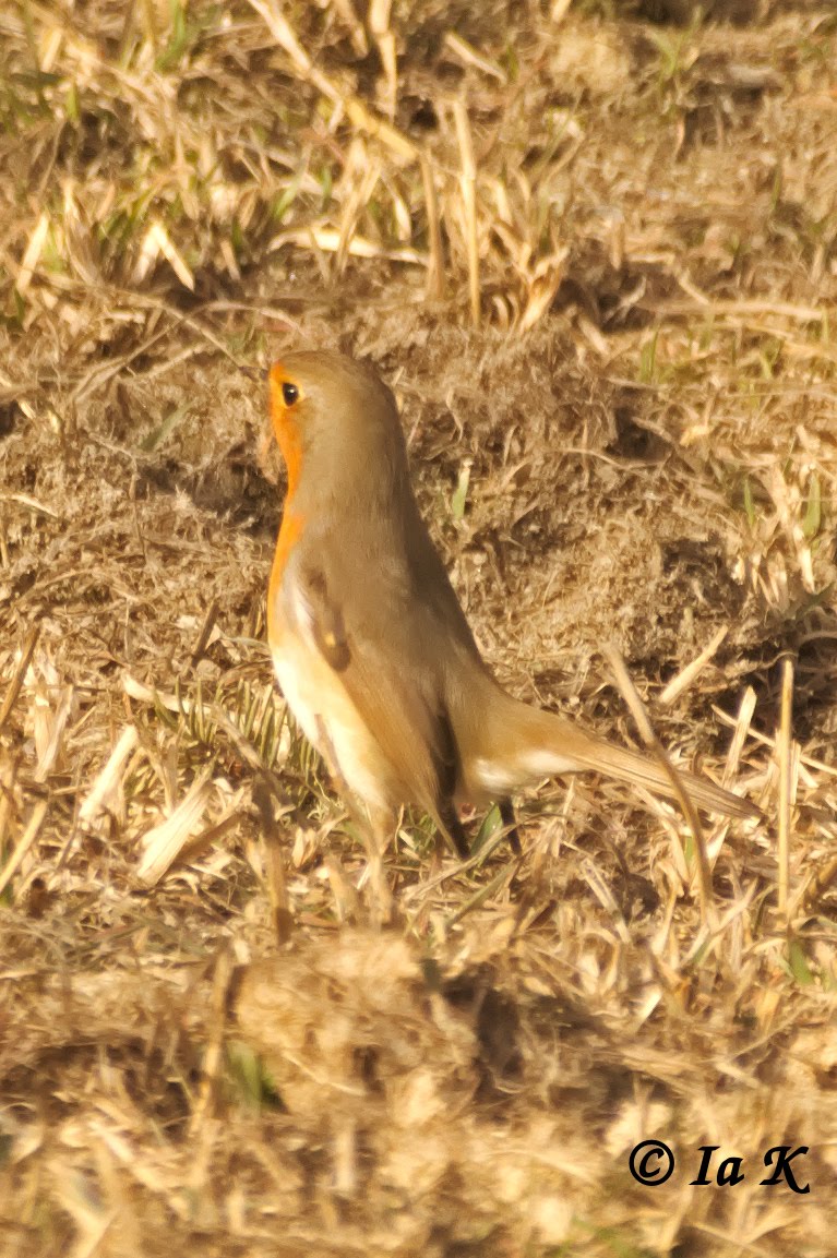 Birds (Avis) ჩიტები