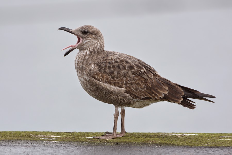 Gwent Birding: Mostly Azores gulls,... mostly