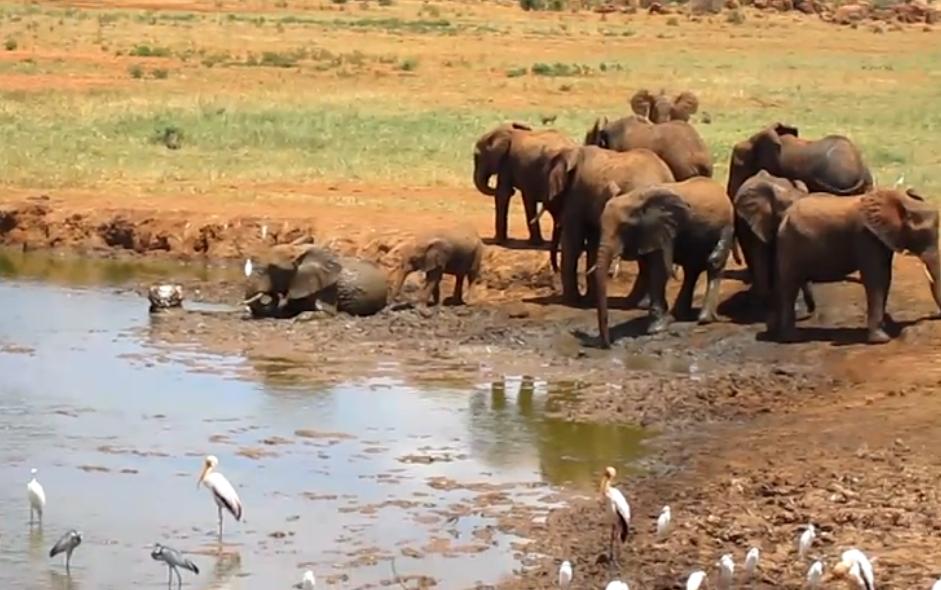 Dangerous of Wild Animals: The Red Elephant and the Land of a Million ...