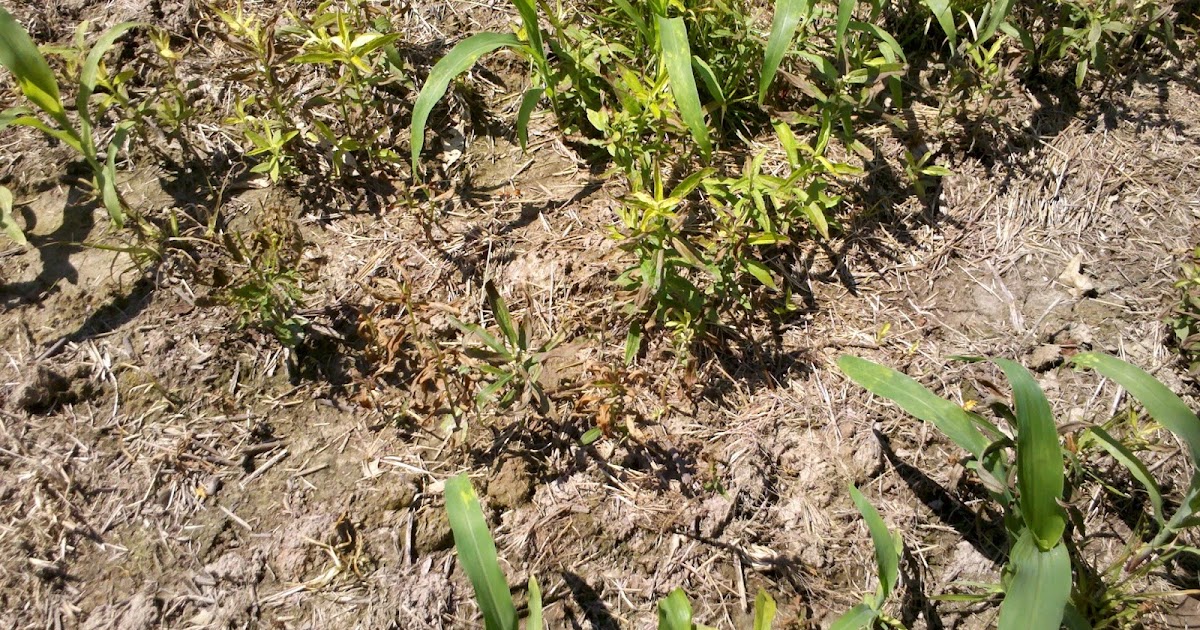 Observations in Agriculture: Control Marestail