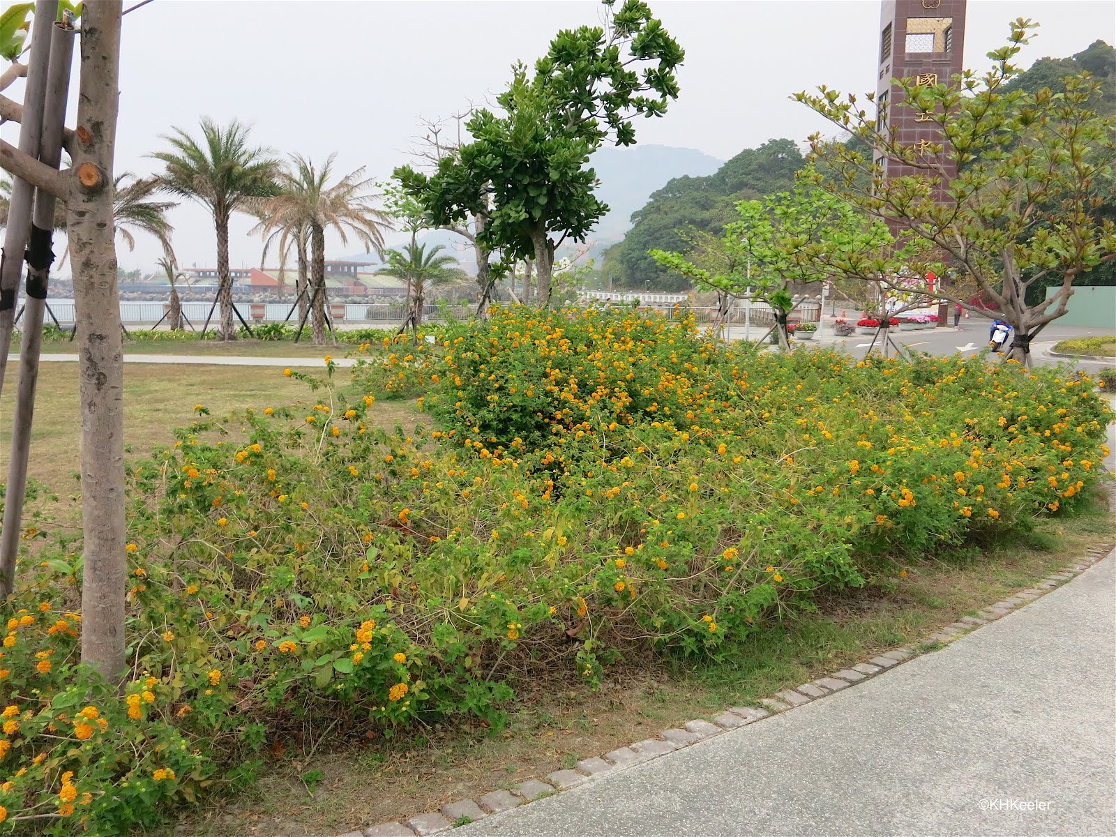 A Wandering Botanist: Plant Story--Beautiful, Invasive Lantana, Lantana ...