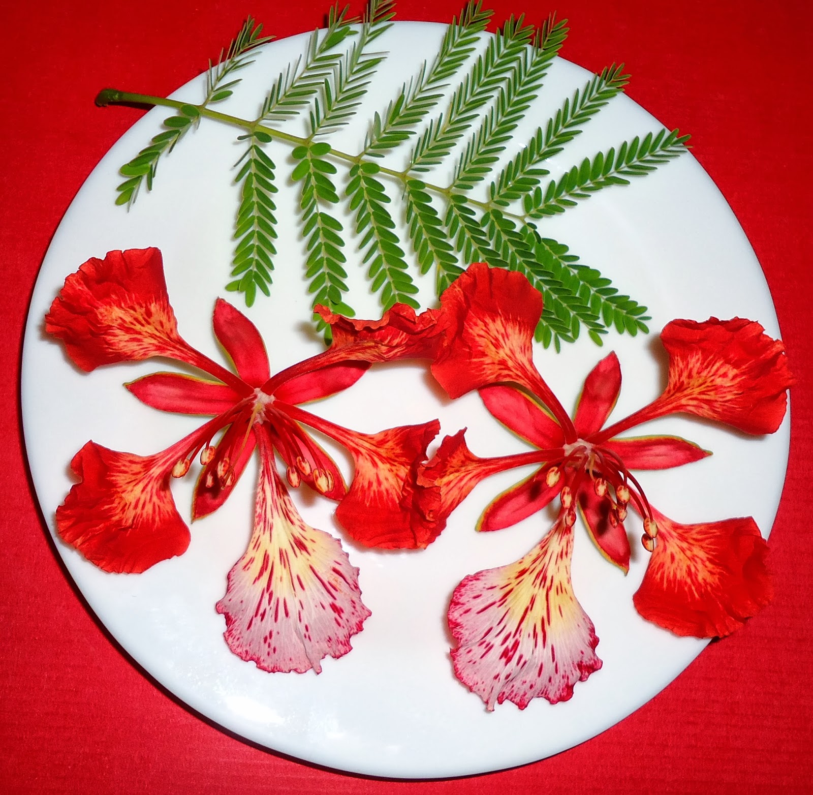 v e r d e c h a c o: Chivato