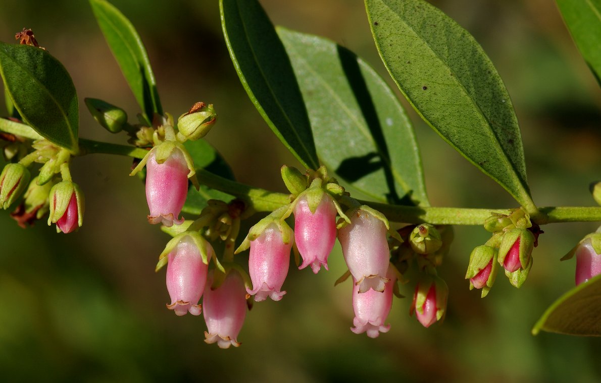 Rufino Osorio: January 2012