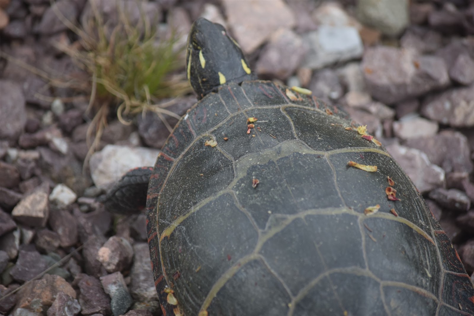 nature tales and camera trails: Painted Turtle for Saturday Critters